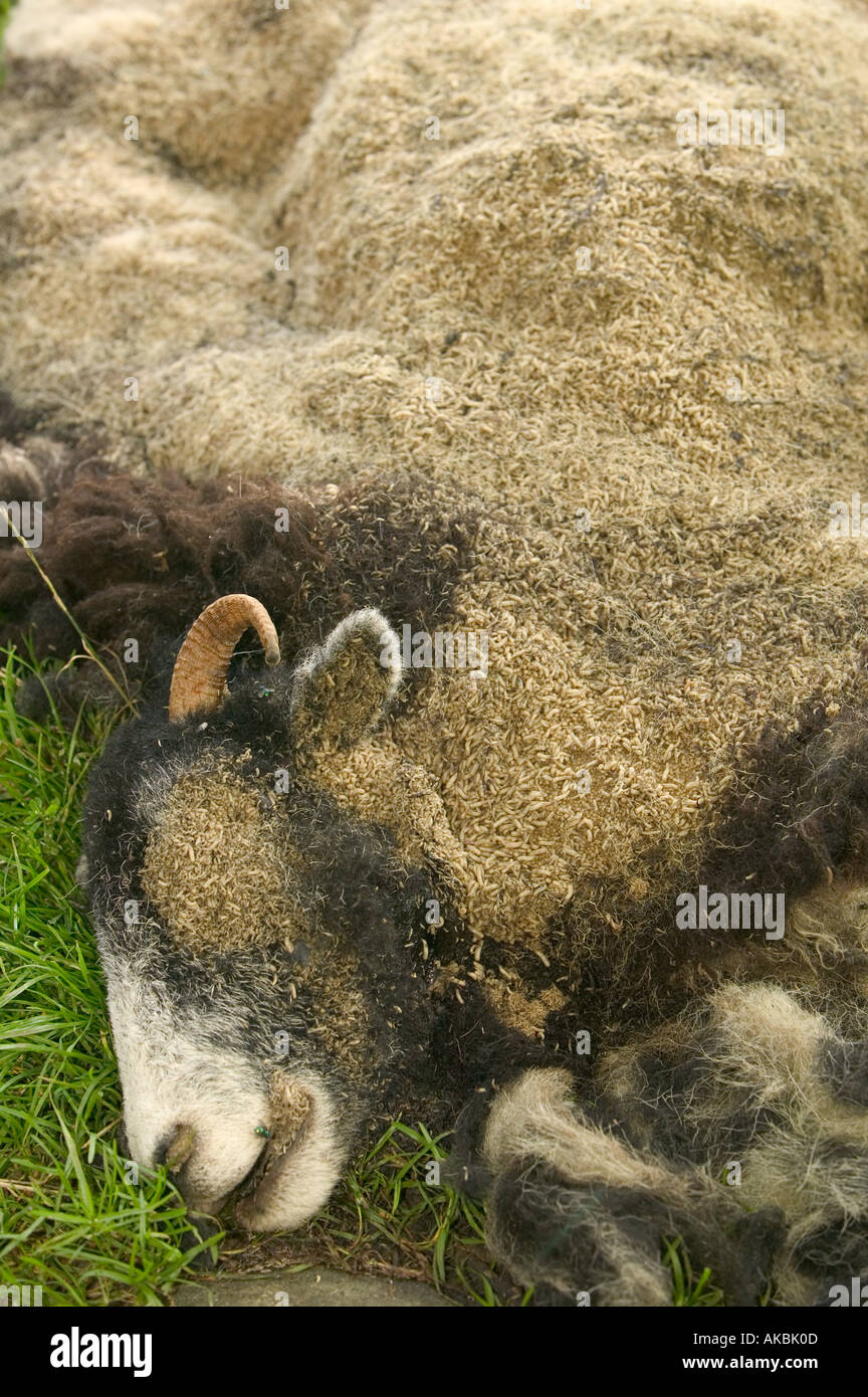 dead sheep that has been consumed by maggots Stock Photo - Alamy
