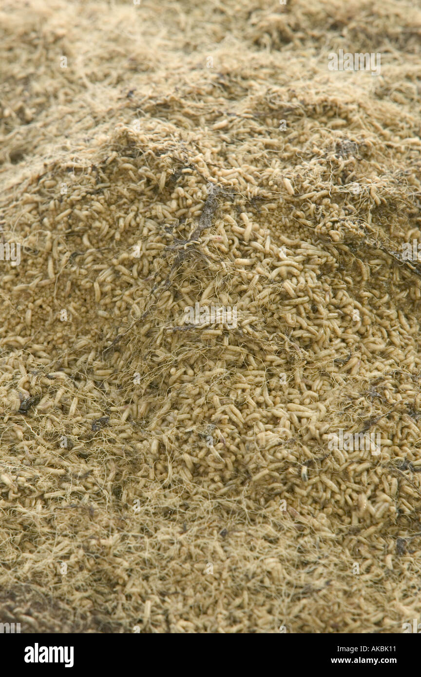 Sheep maggot fly hi-res stock photography and images - Alamy