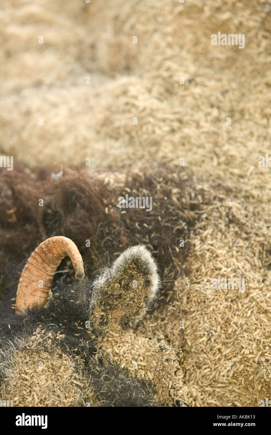 dead sheep that has been consumed by maggots Stock Photo - Alamy