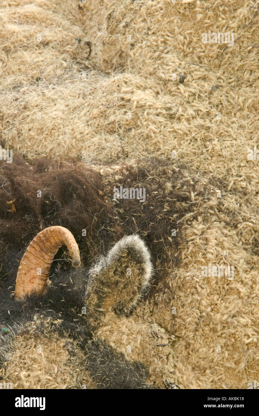 Sheep maggot fly hi-res stock photography and images - Alamy