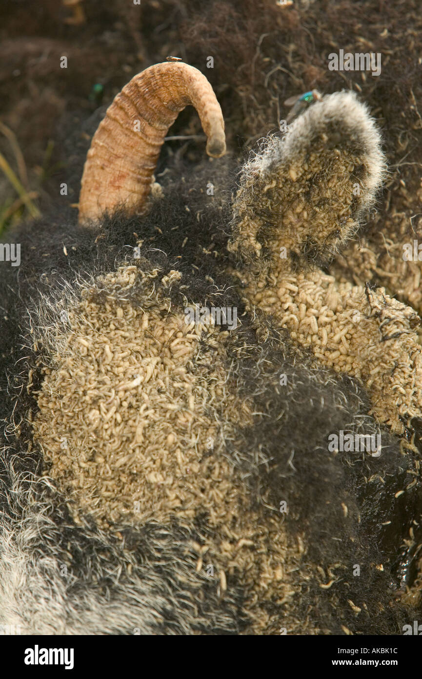 Sheep maggot fly hi-res stock photography and images - Alamy