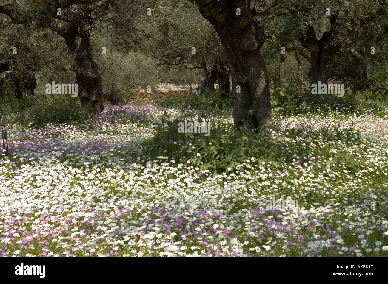 Spring brings a riot wild flowers in the Outer Mani Messinia Southern ...