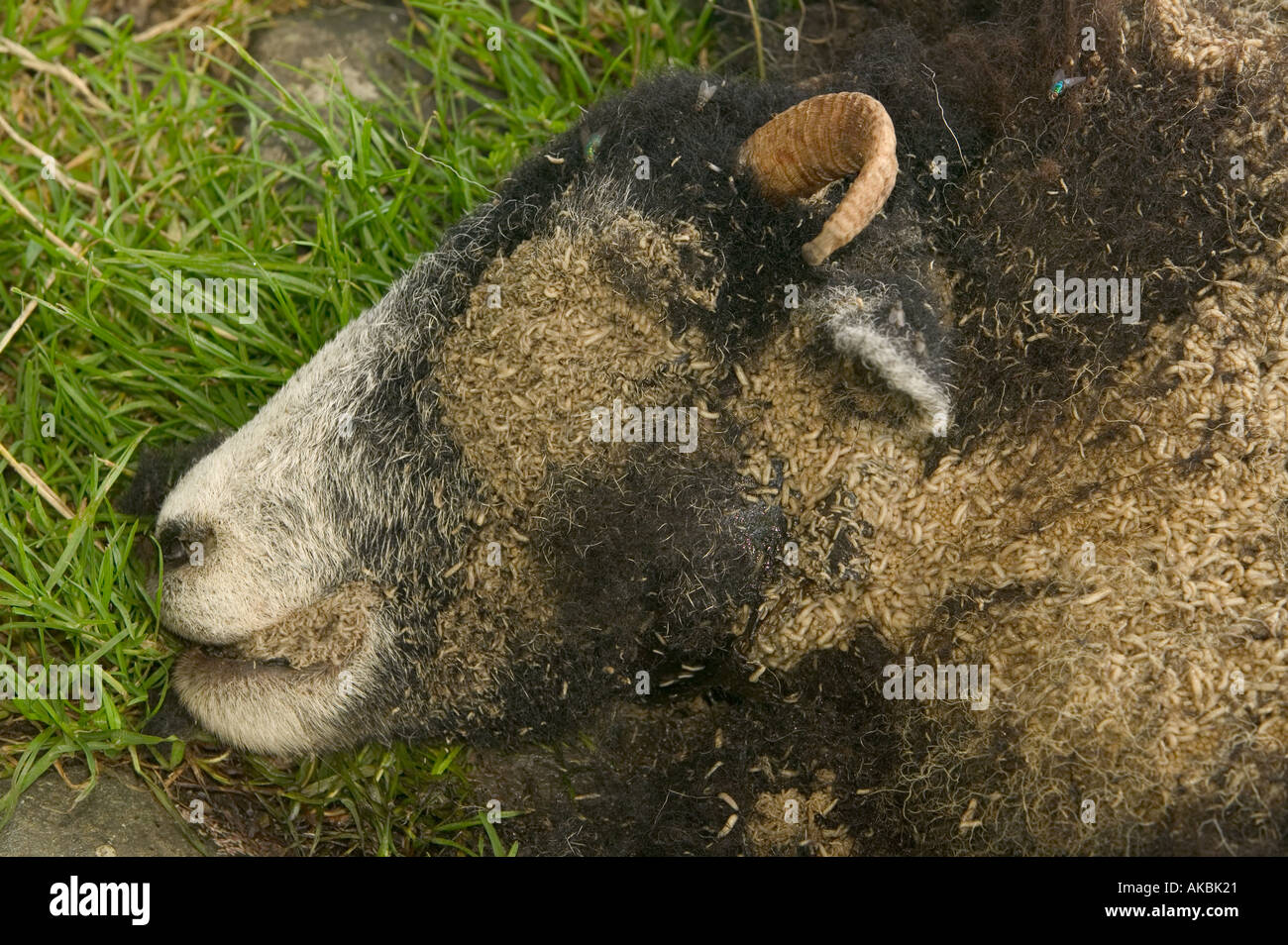 a dead sheep being eaten by maggots Stock Photo - Alamy
