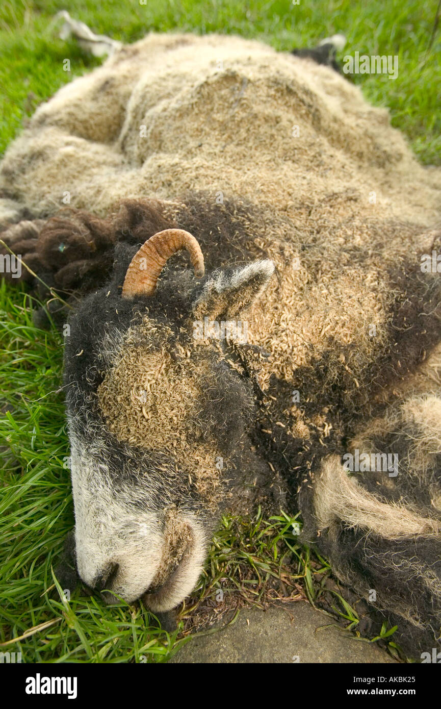 Sheep maggot fly hi-res stock photography and images - Alamy
