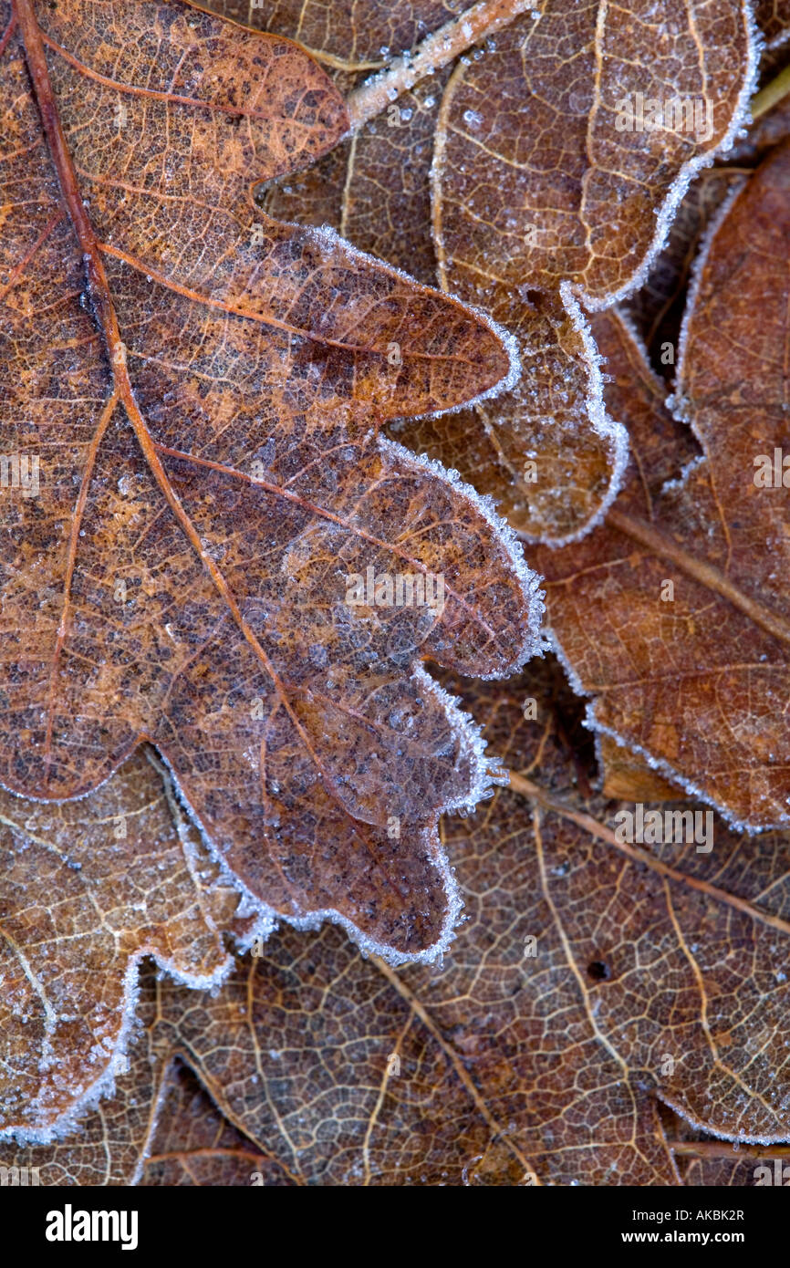 frost on leaves winter cornwall Stock Photo - Alamy