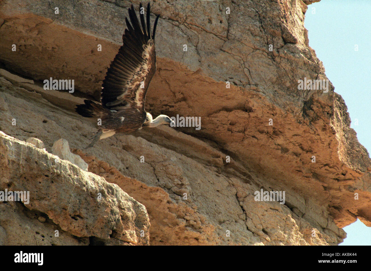 Griffon Vultures on Cyprus Stock Photo - Alamy