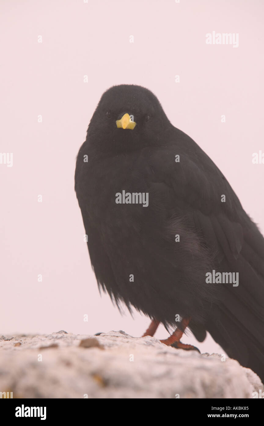 An Alpine chough in the mist Stock Photo - Alamy
