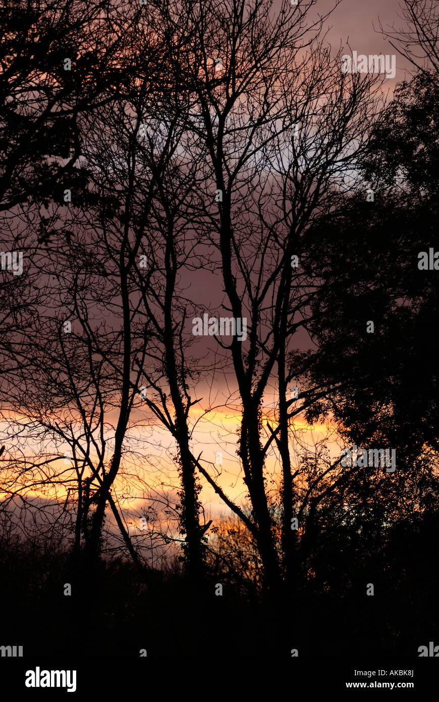 Sunset trees fall hi-res stock photography and images - Alamy