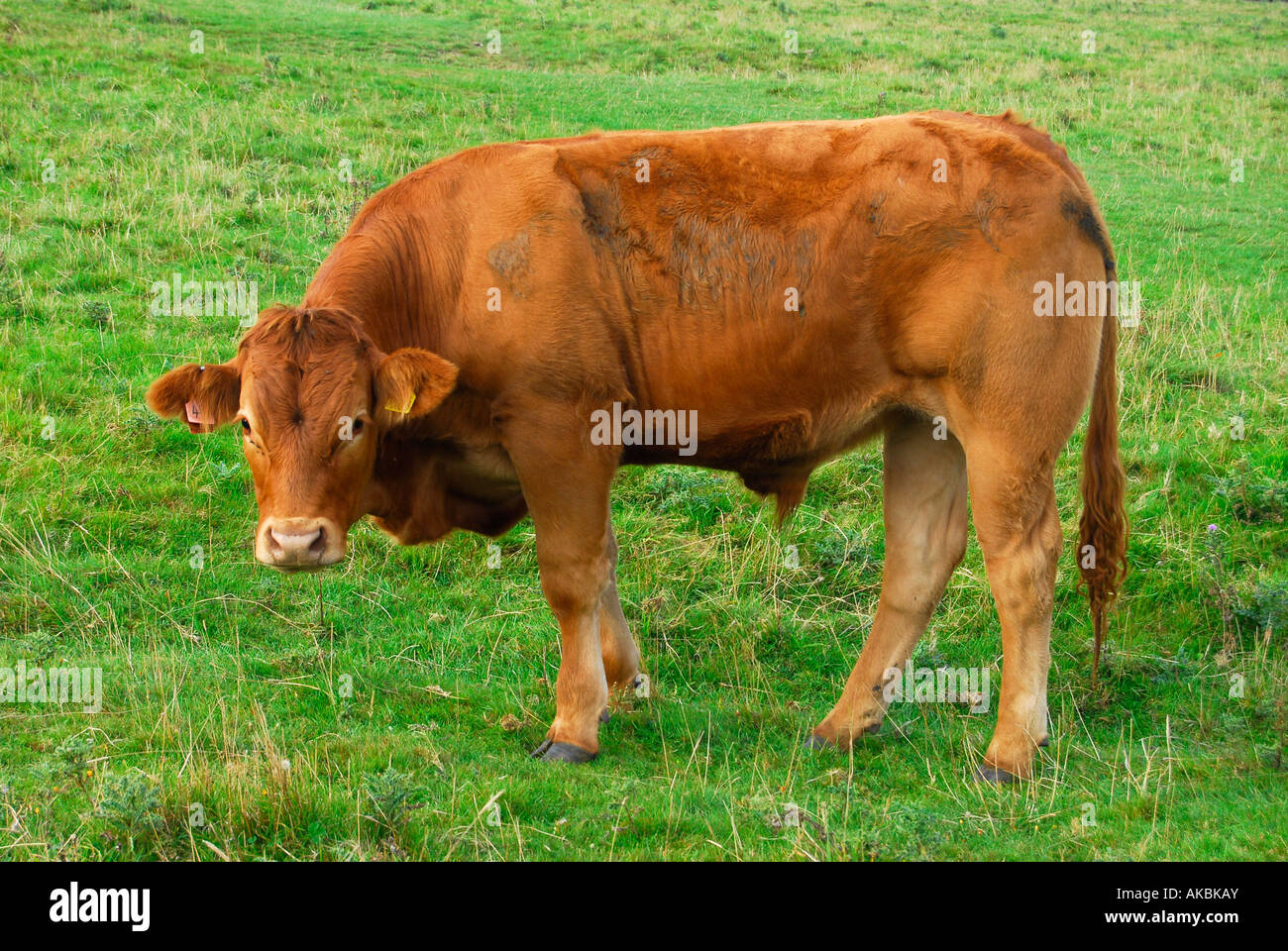 Bse bull hi-res stock photography and images - Alamy