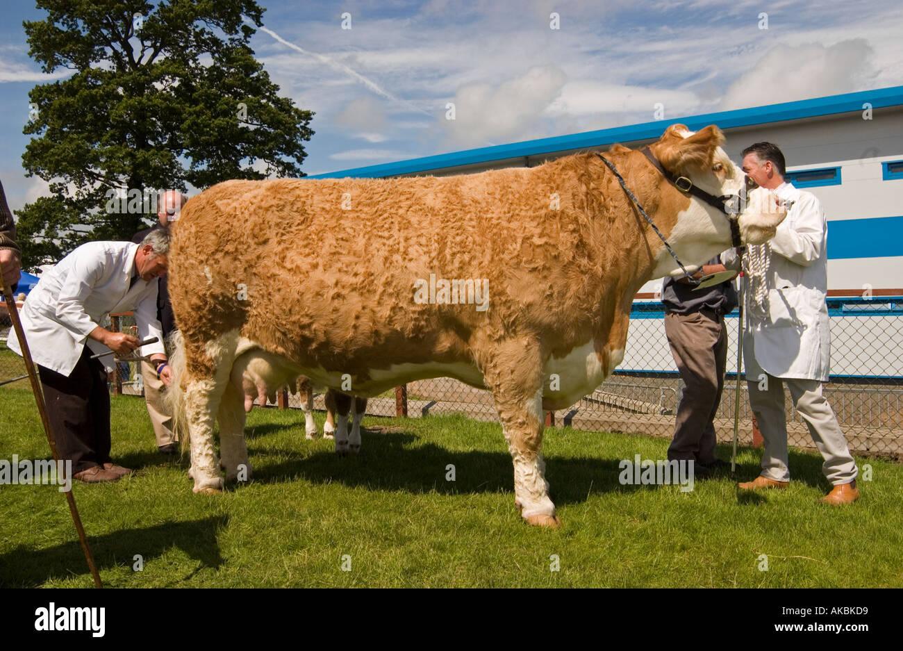 Bull judging at Islington agricultural show Stock Photo - Alamy