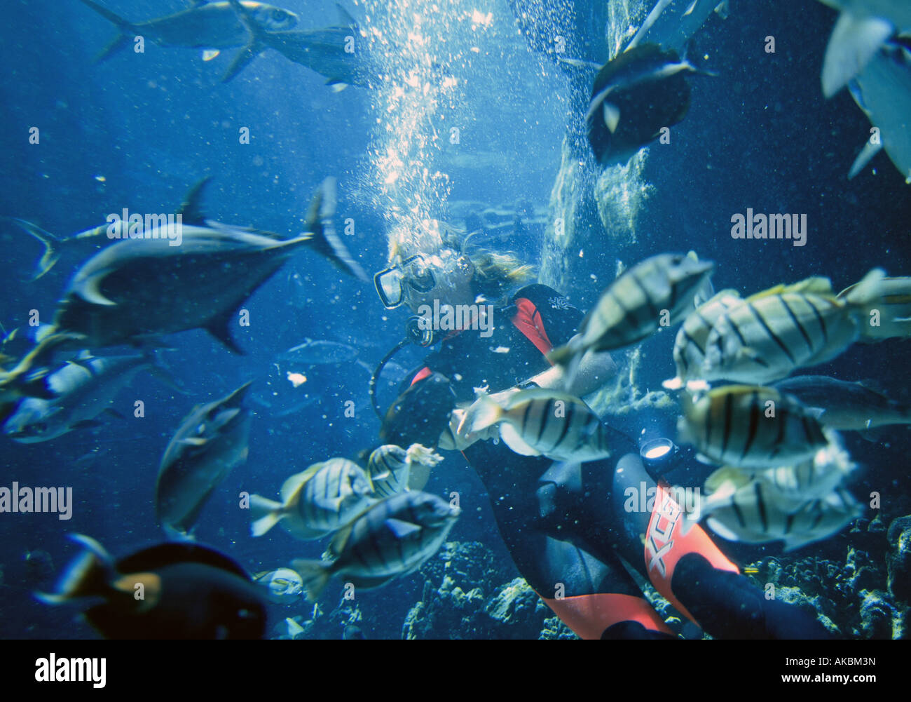 A SCUBA diver checks out the reef fish over a coral reef on the north ...