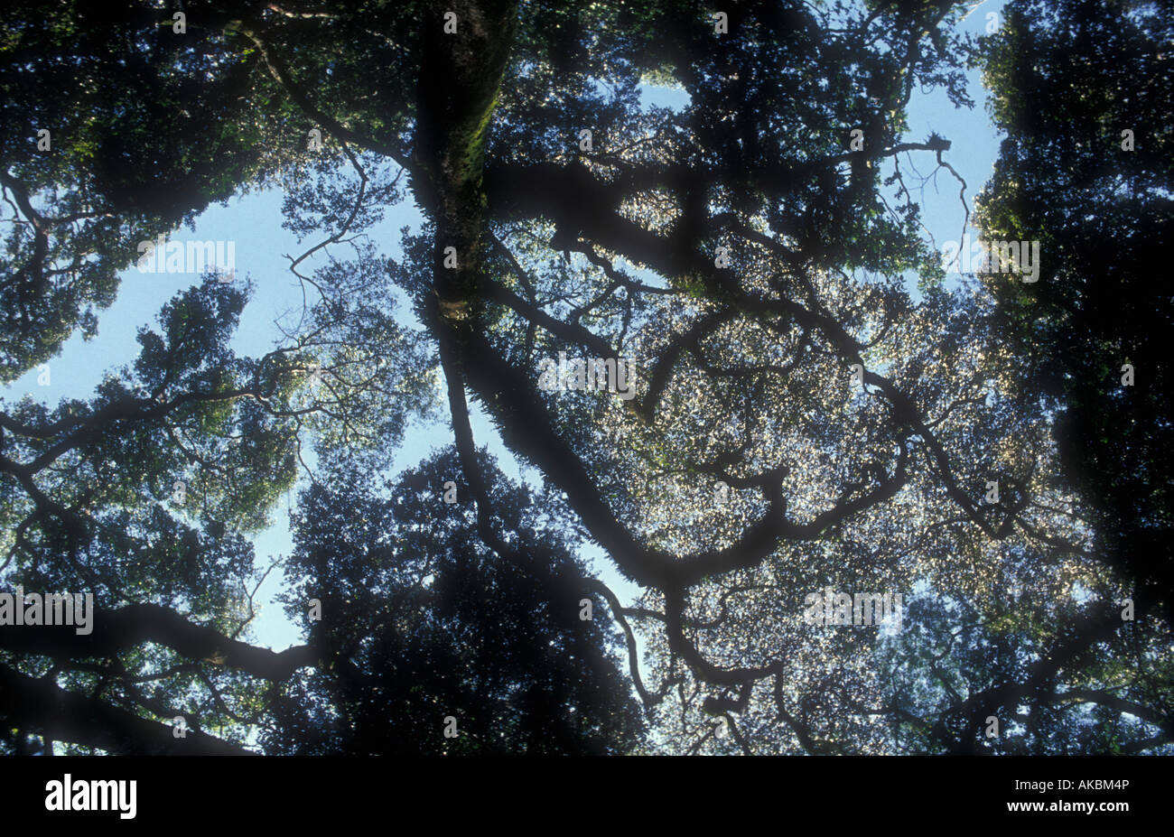Rainforest in Aberdare Mountains, Kenya Stock Photo - Alamy