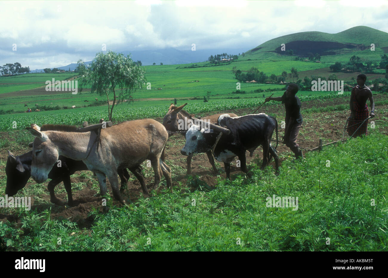 Maasai farmers in Aru Meru District, Tannzania Stock Photo - Alamy