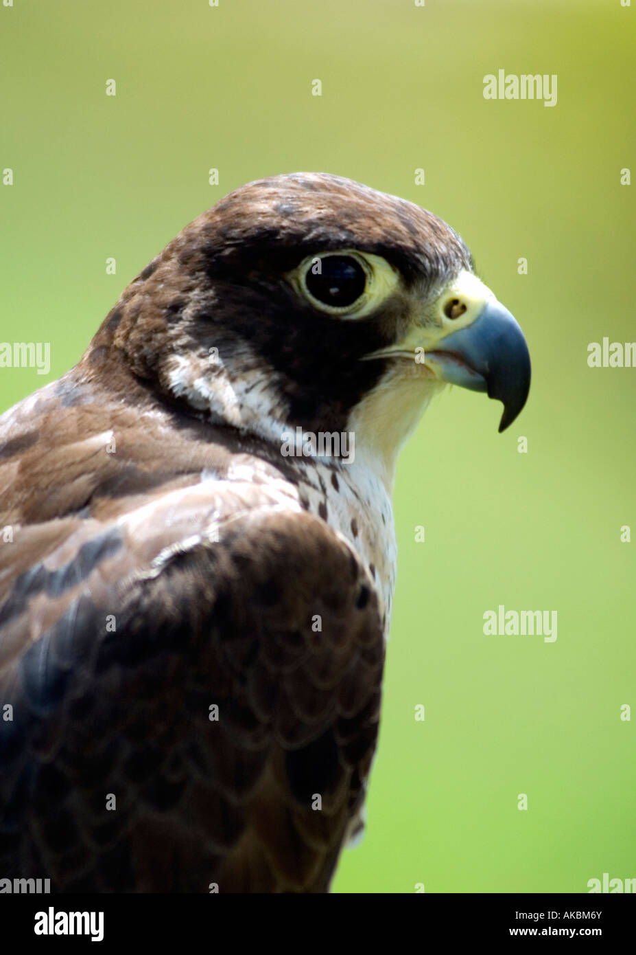 Peregrin falcon hi-res stock photography and images - Alamy