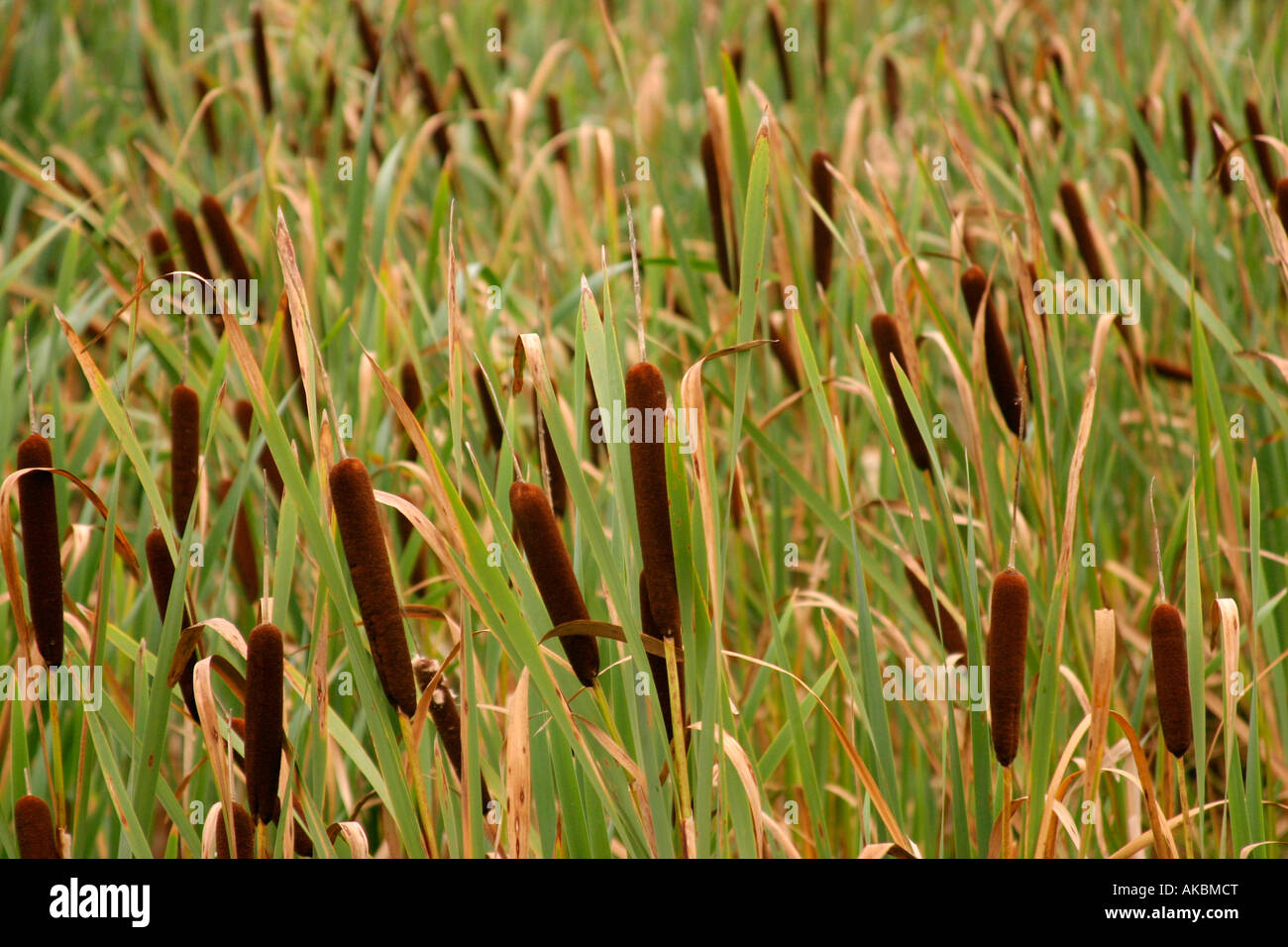 Bull Rushes High Resolution Stock Photography and Images - Alamy