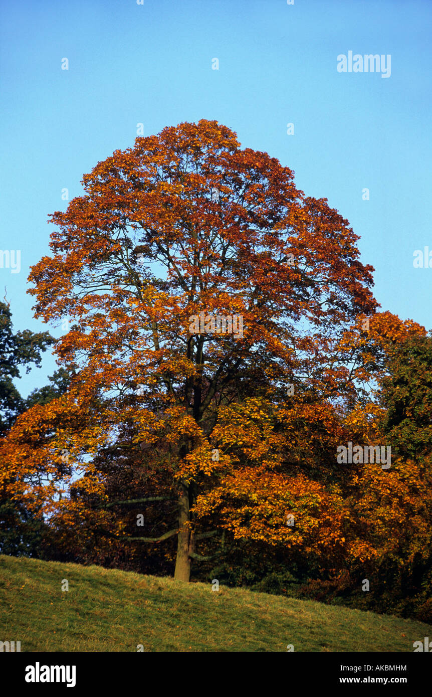 beech tree Fagus sylvatica in autumn Stock Photo - Alamy