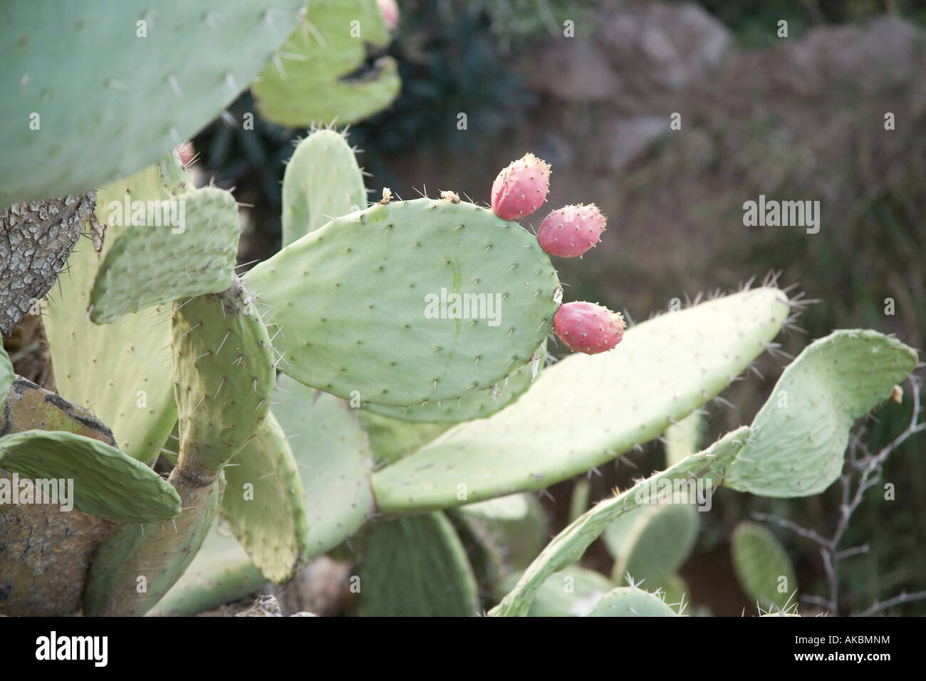 Arabian desert plants cactus hi-res stock photography and images - Alamy