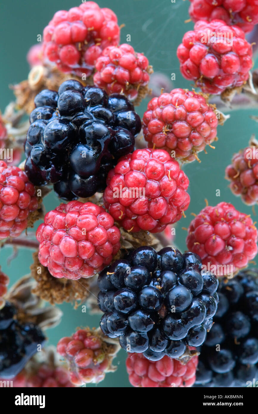 Bramble Rubus fruticosus agg with blackberries Stock Photo - Alamy