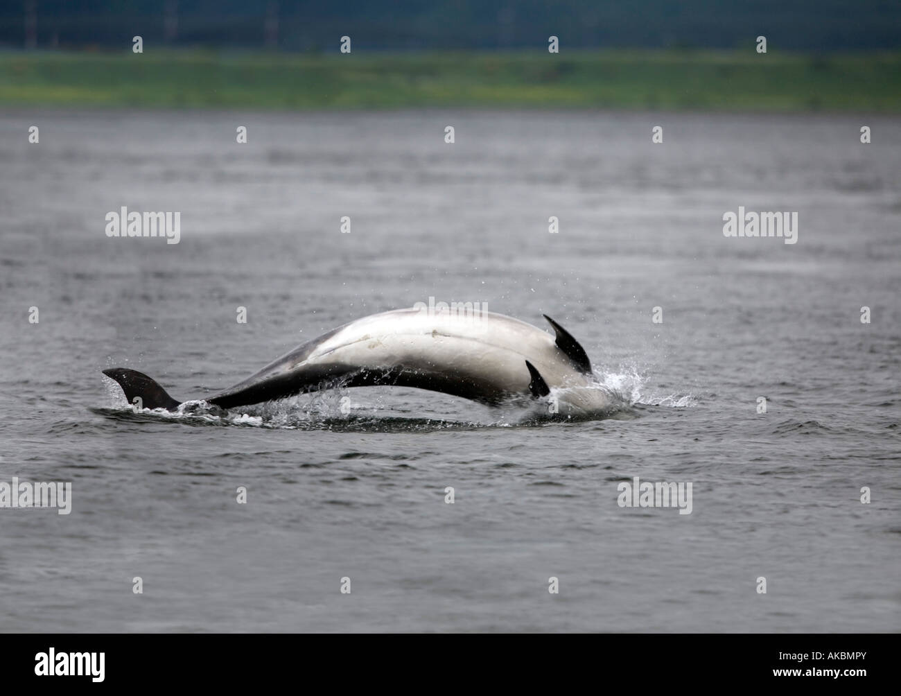 bottlenose dolphin Tursiops truncatus Channonry point scotland Stock ...