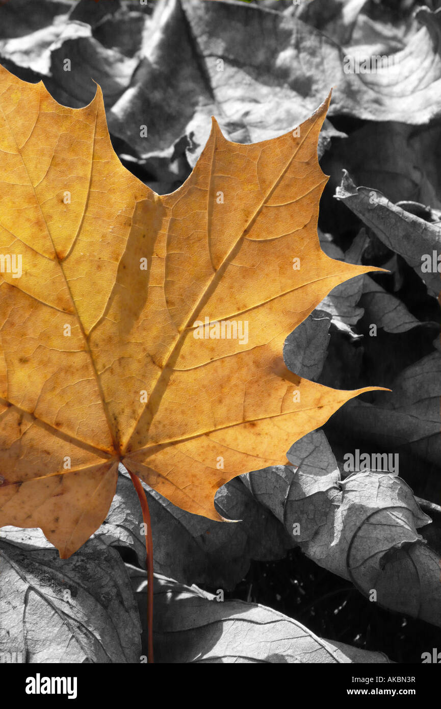 Main leaf hi-res stock photography and images - Alamy