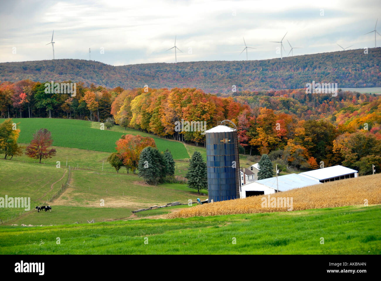 Autumn fall color pastoral farm scene with windmills in the distance ...