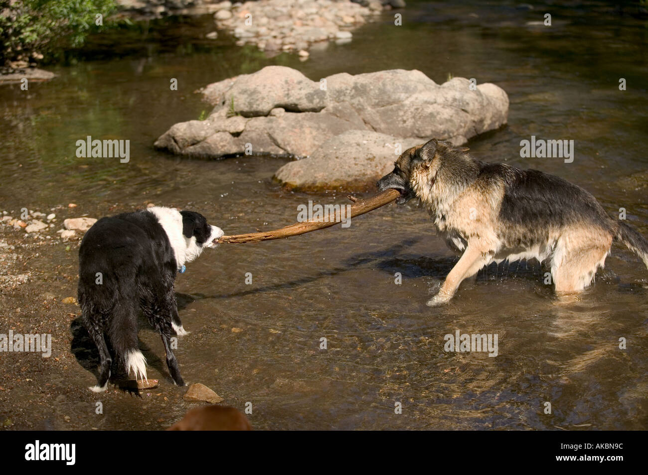 Dogs playing with stick Stock Photo - Alamy