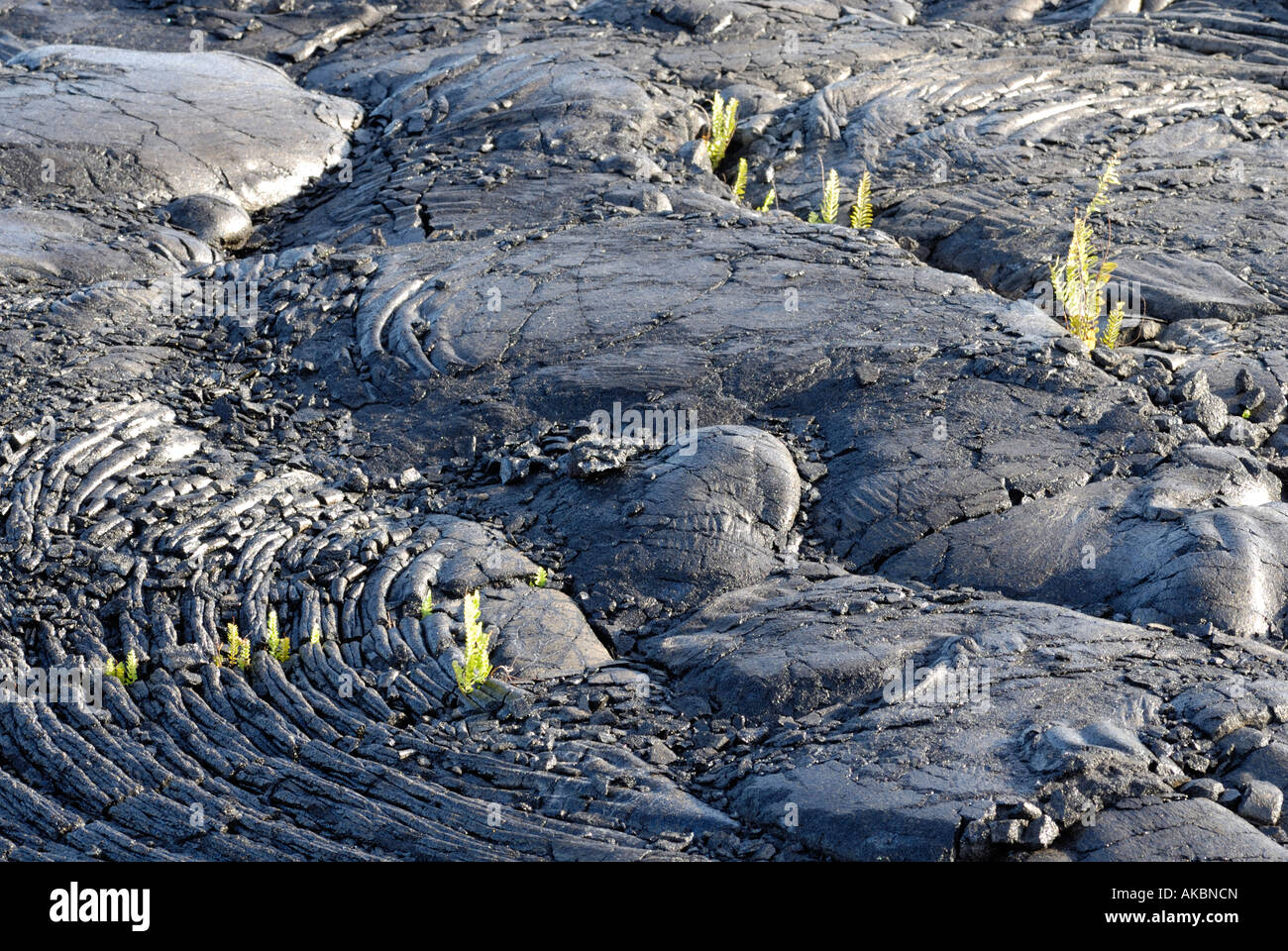 Pahoehoe lava flow from 1992-2003 eruption Stock Photo - Alamy