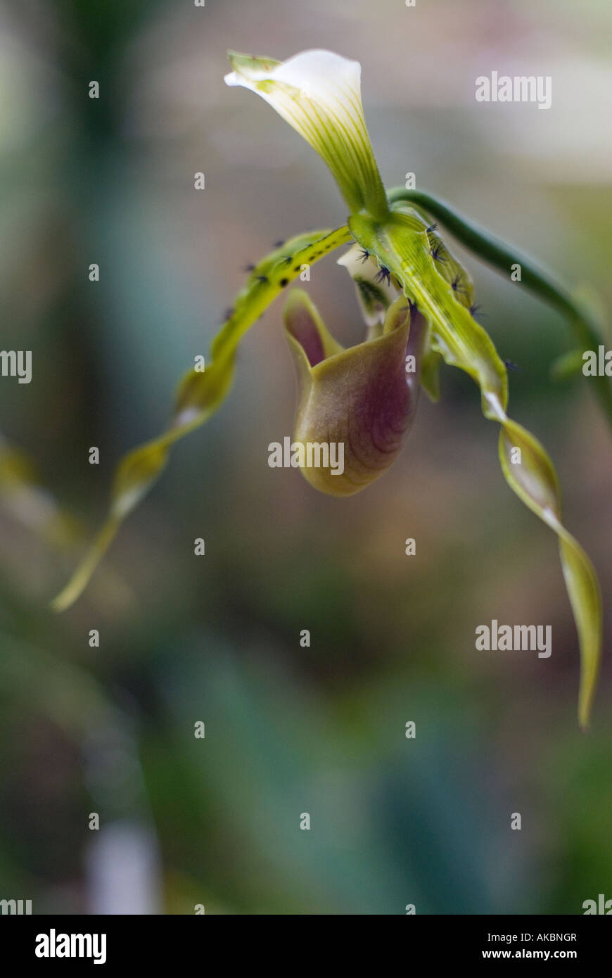Orchid at Queen Sirikit Botanic Garden at Mae Rim in northern Thailand ...