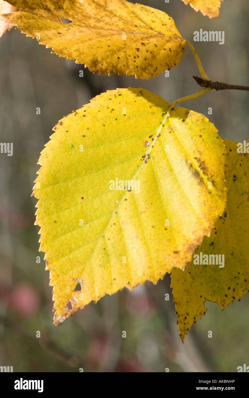Paper Birch Tree Leaves