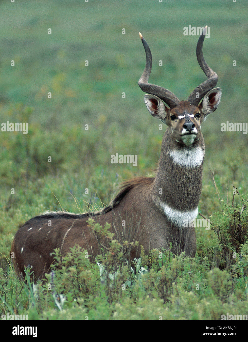Adult male Mountain Nyala Bale Mountain National Park Ethiopia Africa ...
