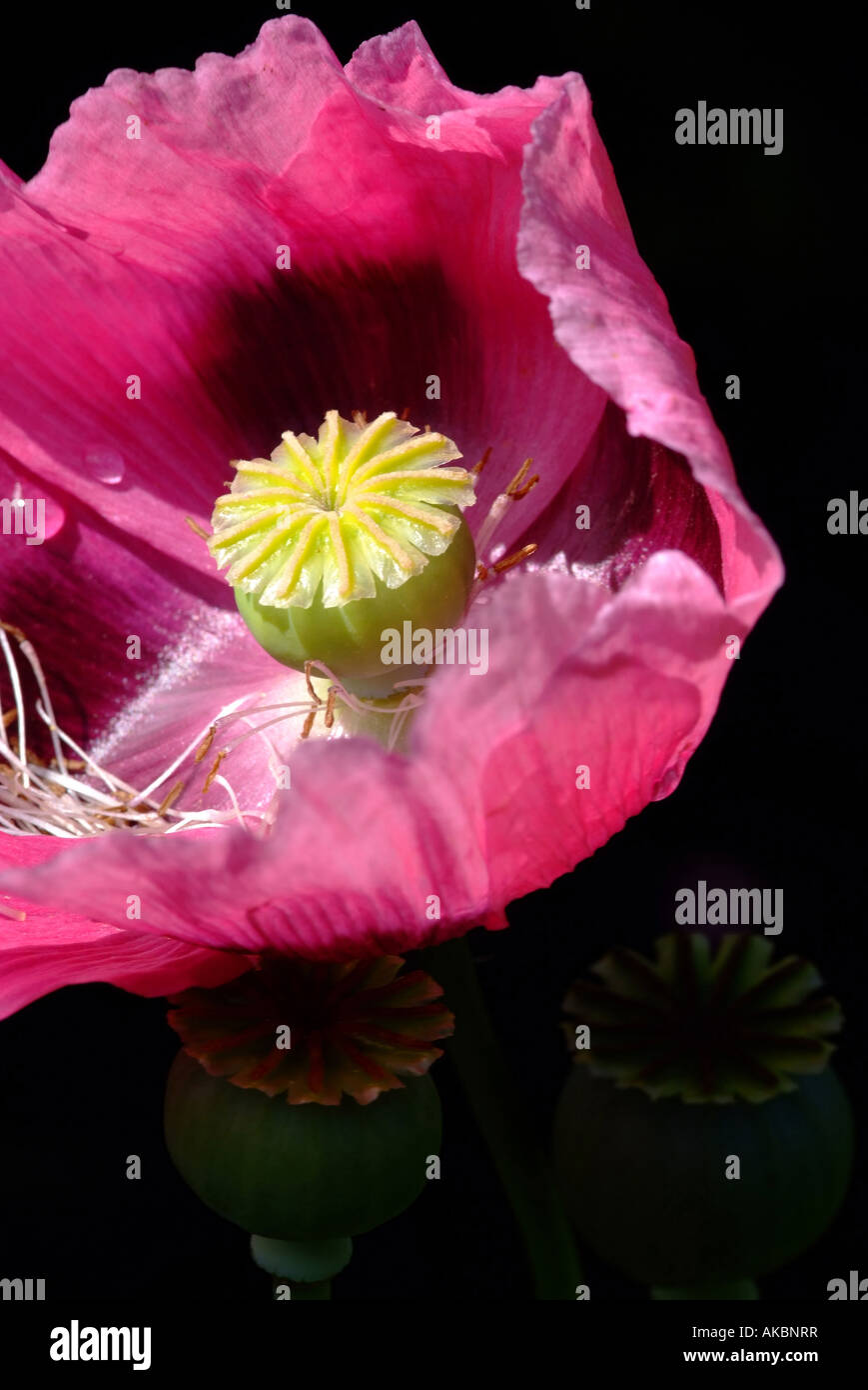Dark pink poppy hi-res stock photography and images - Alamy
