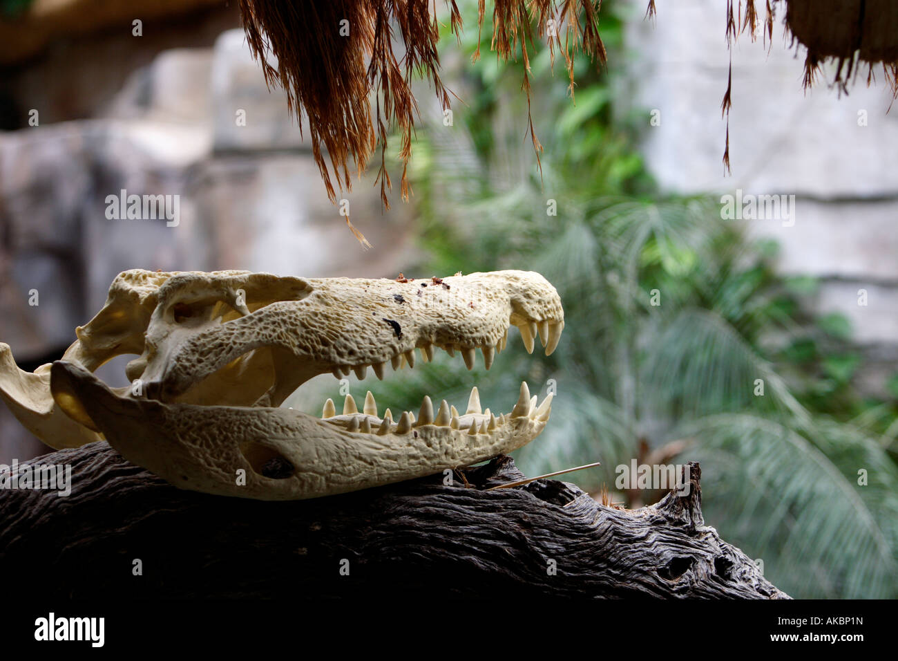 Crocodile skull biting down is seen in the Hagenbeck Tropical Aquarium ...