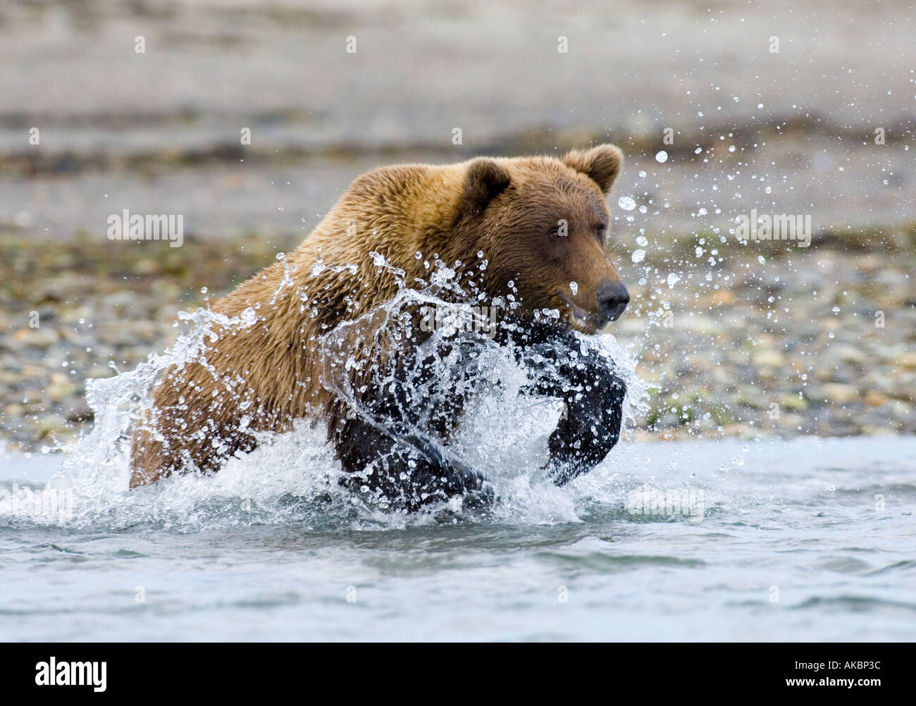 Brown bear ursor charging after hi-res stock photography and images - Alamy