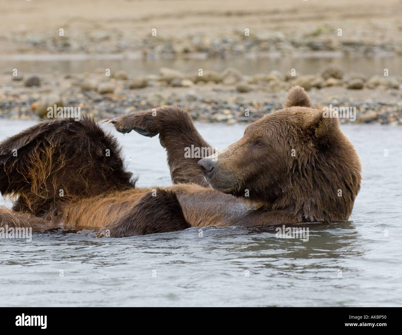 Grizzly bear laying down hi-res stock photography and images - Alamy