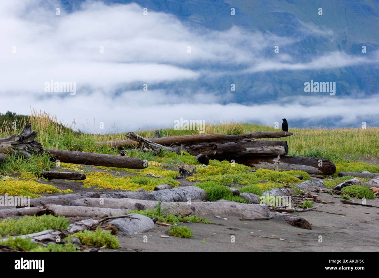 Raven Hallo Bay Katmai Alaska Stock Photo - Alamy