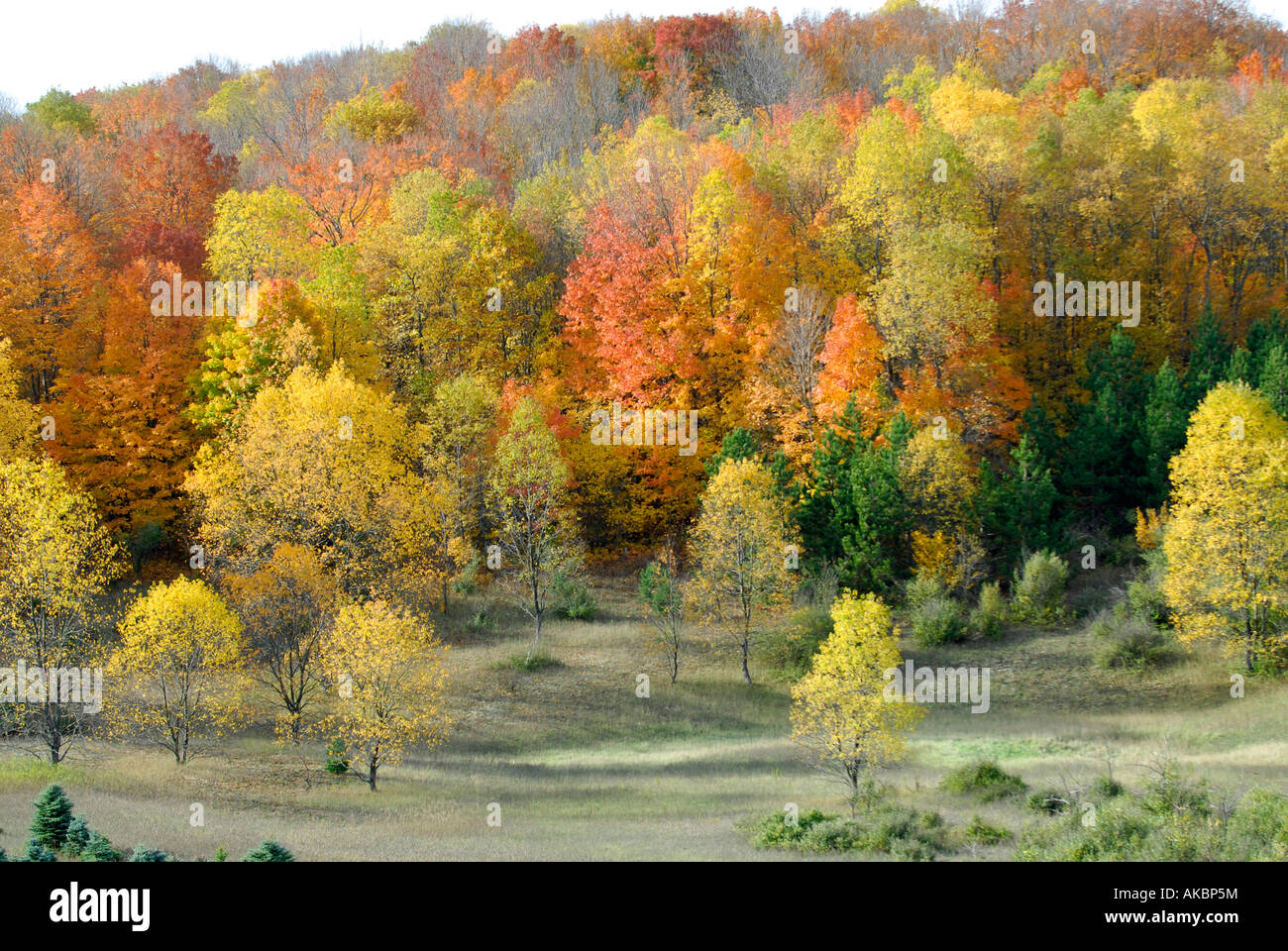 Michigan national forest fun hi-res stock photography and images - Alamy