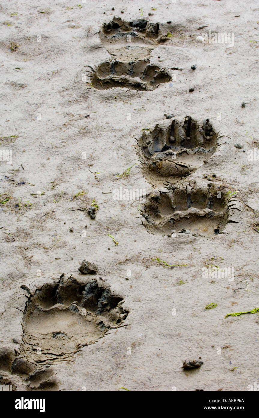 Brown Grizzly Bear Ursor arctos footprints Katmai Alaska August Stock ...