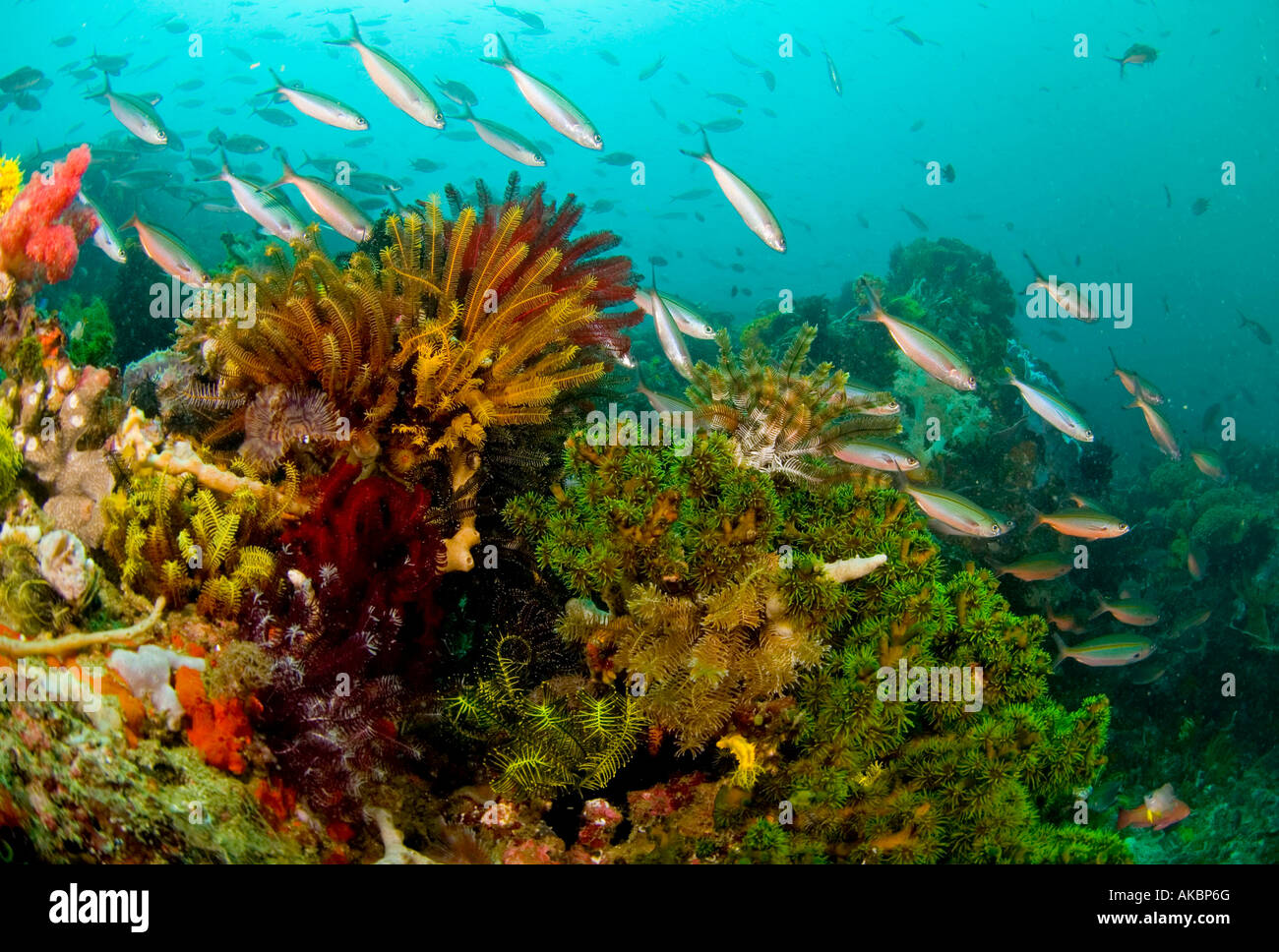 Rich colorful coral reef Stock Photo - Alamy