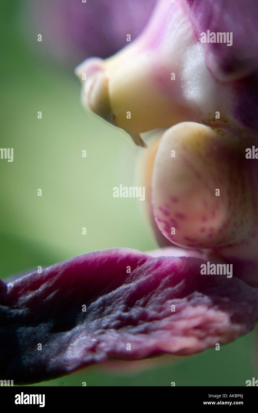 The reproductive organs of an orchid Stock Photo - Alamy