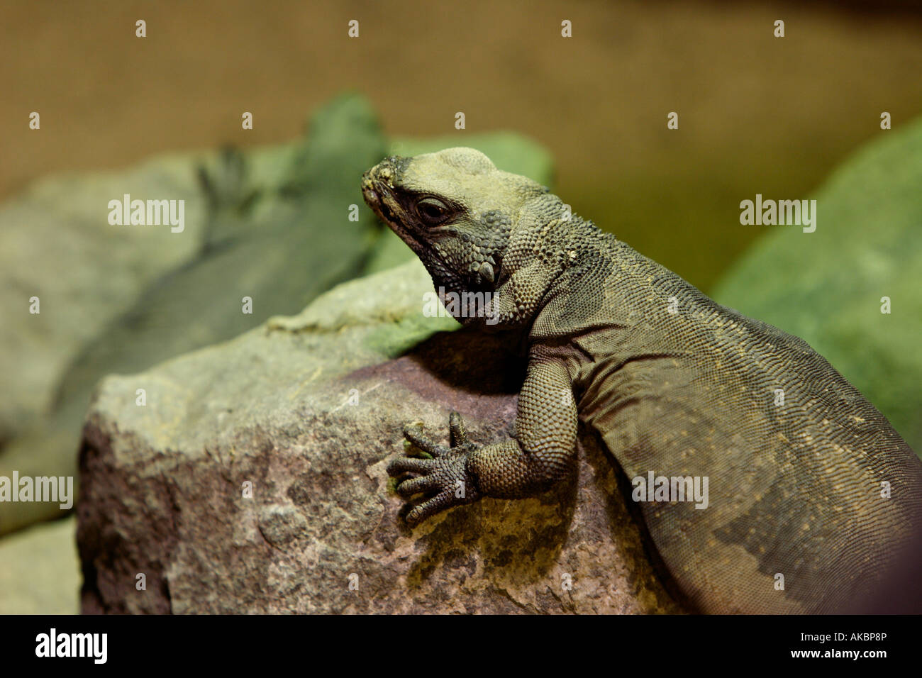 Chuckwalla (Sauromalus obesus) is seen in an open air enclosure of the ...