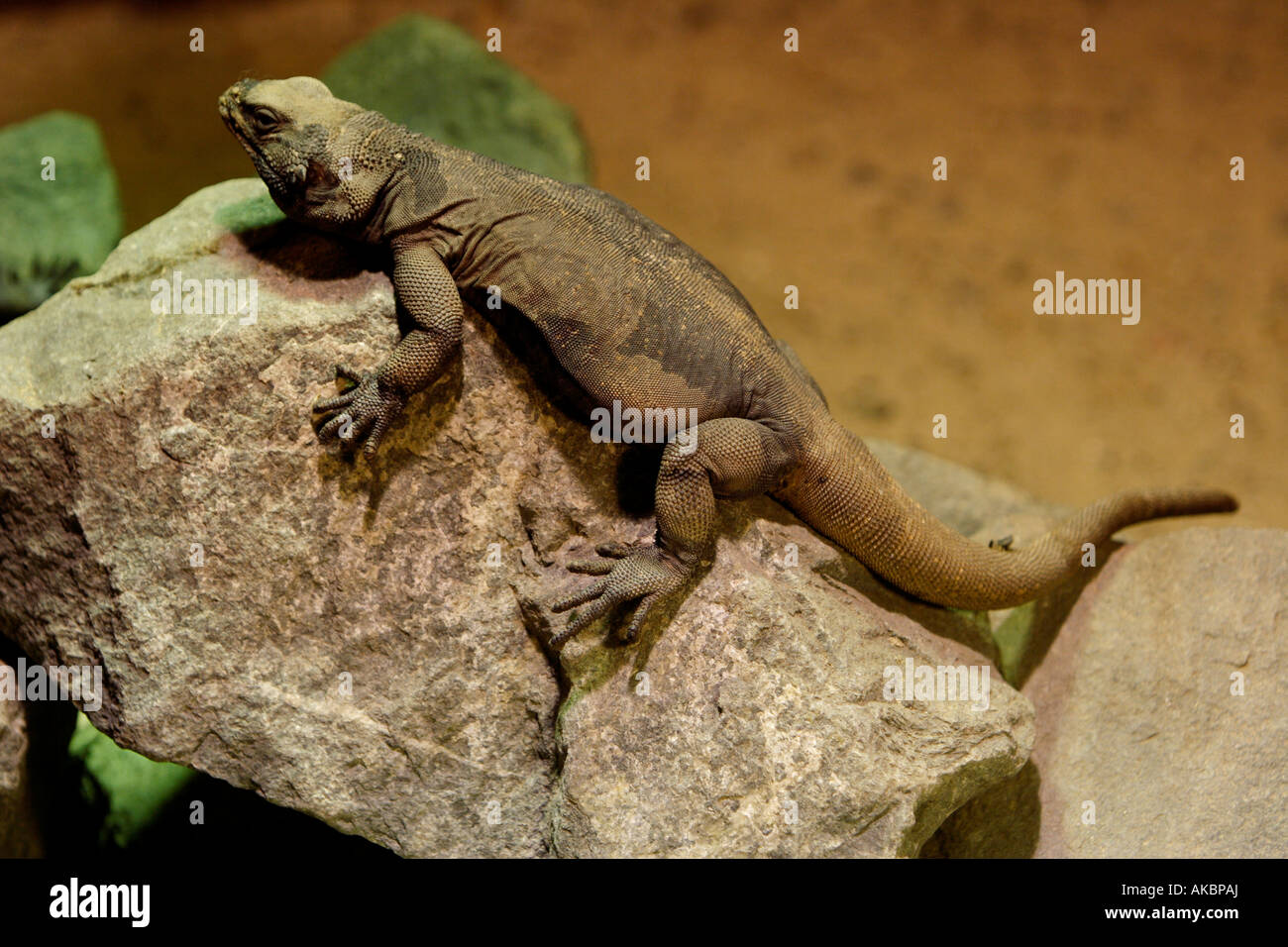 Chuckwalla (Sauromalus obesus) is seen in an open air enclosure of the ...