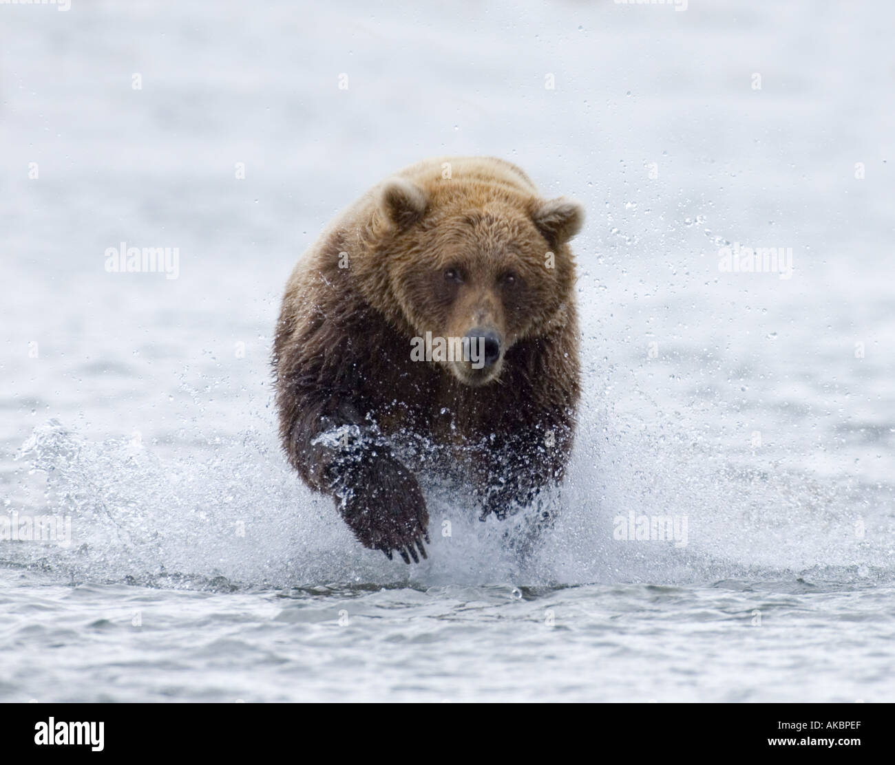 Oso Grizzly Corriendo Entrena Tu Mente: ¿de Qué Color Es El Oso?