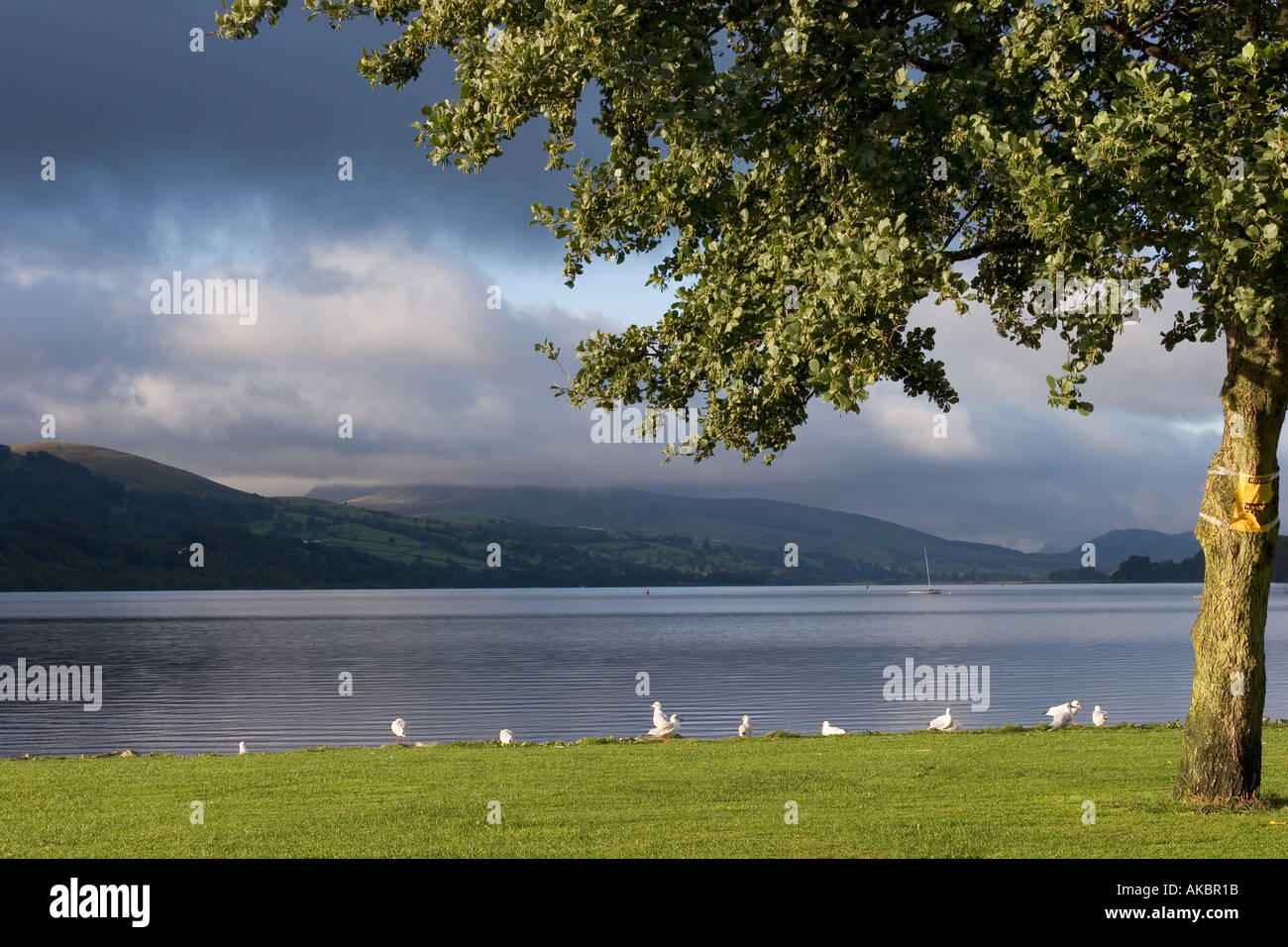 Wales Gwynedd Snowdonia Bala Llyn Tegid Bala Lake shore Stock Photo - Alamy