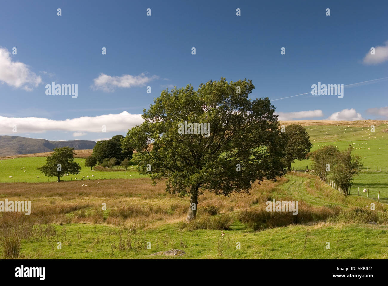 Wales Gwynedd Snowdonia Bala hill farm above Llanycil Stock Photo - Alamy