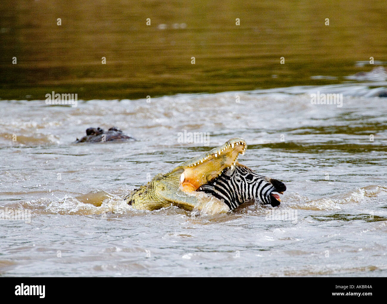 Nile Crocodile taking a Burchell's Zebra foal as it crosses the Mara ...