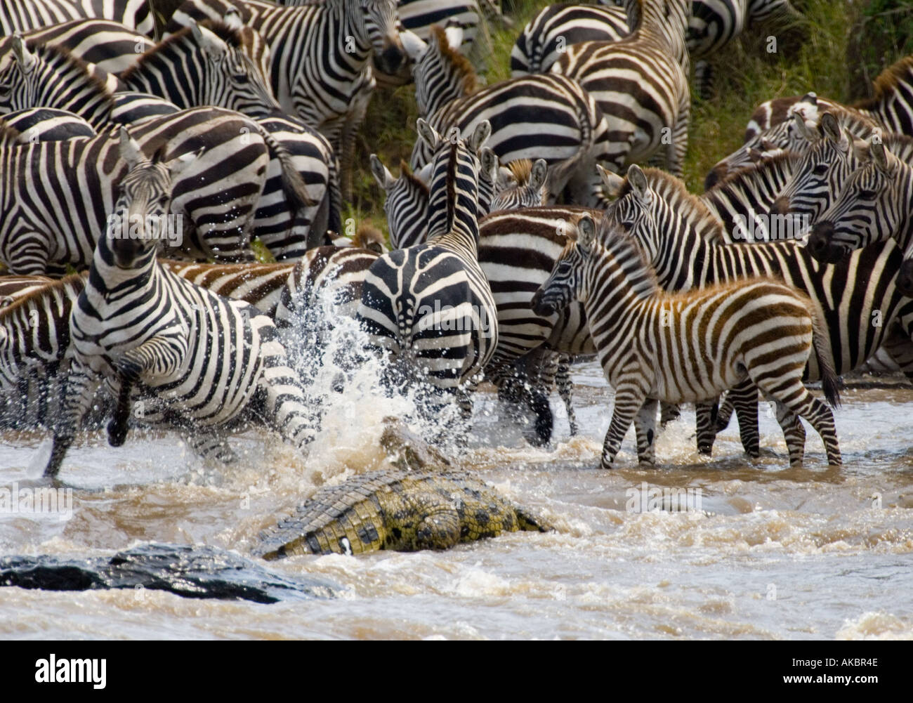 Mara river crossing zebra crocodile hi-res stock photography and images ...
