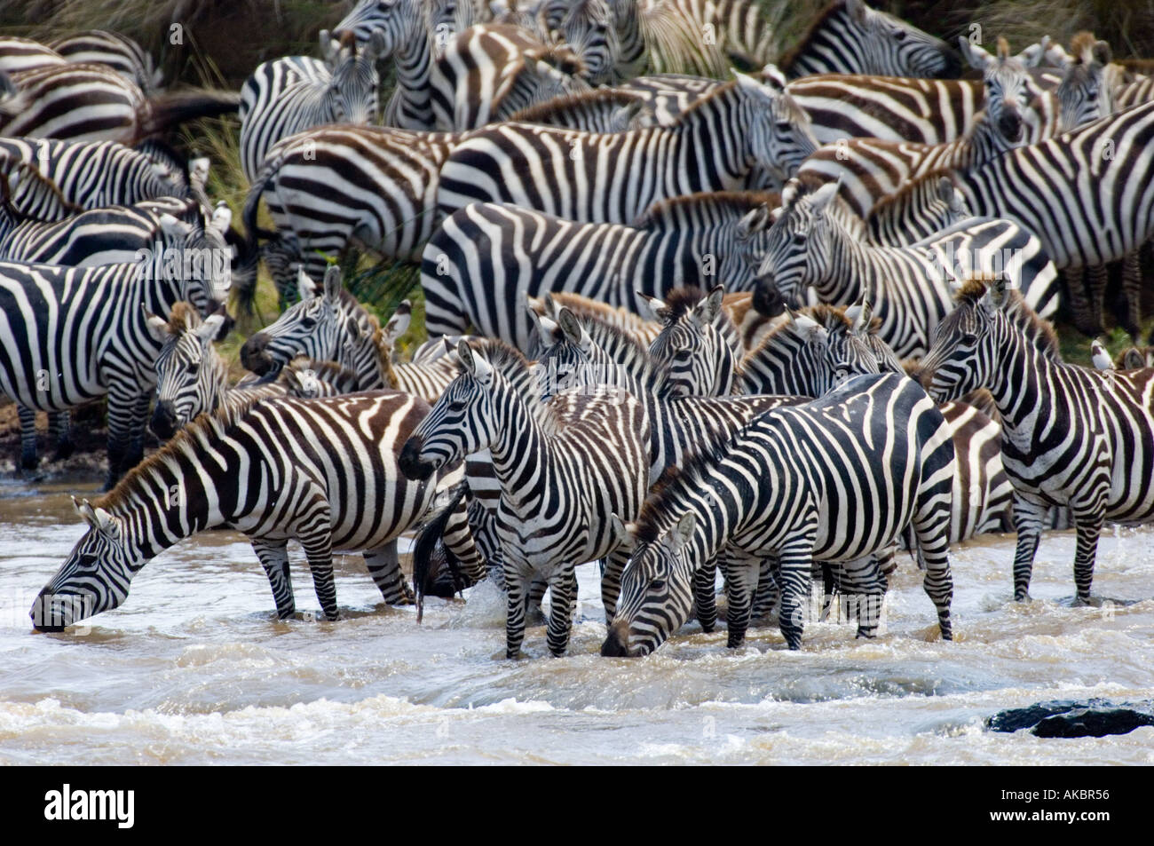 Africa safari great migration mara river crossing tanzania hi-res stock ...