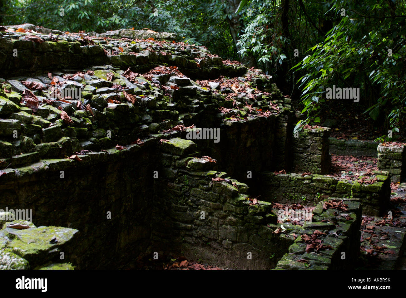 Mayan ruins and the surrounding rainforest at the Palenque Ruins in ...