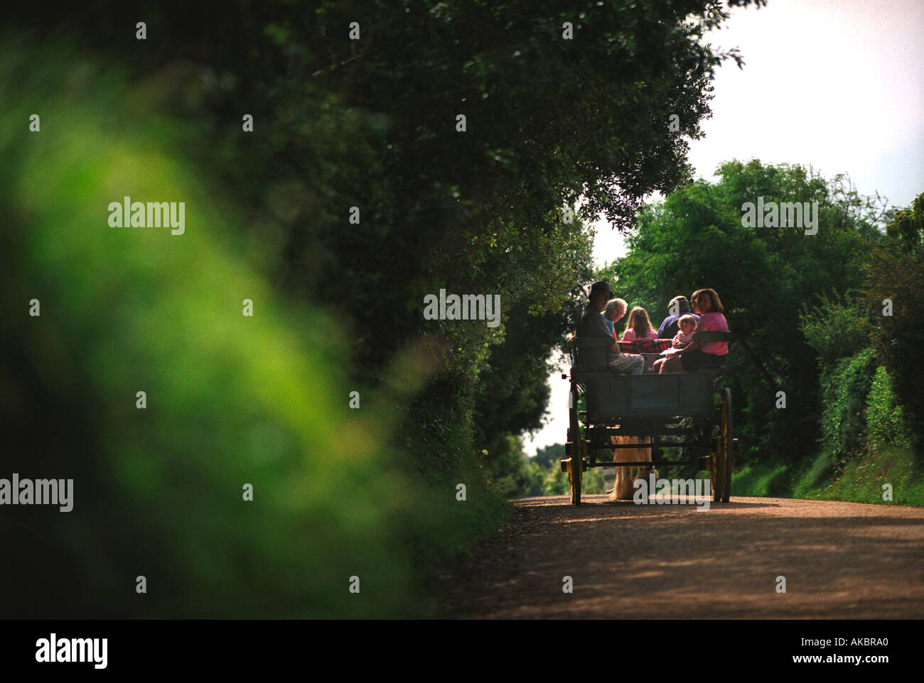 Beautiful island of sark with it's windy country lanes which horse and ...