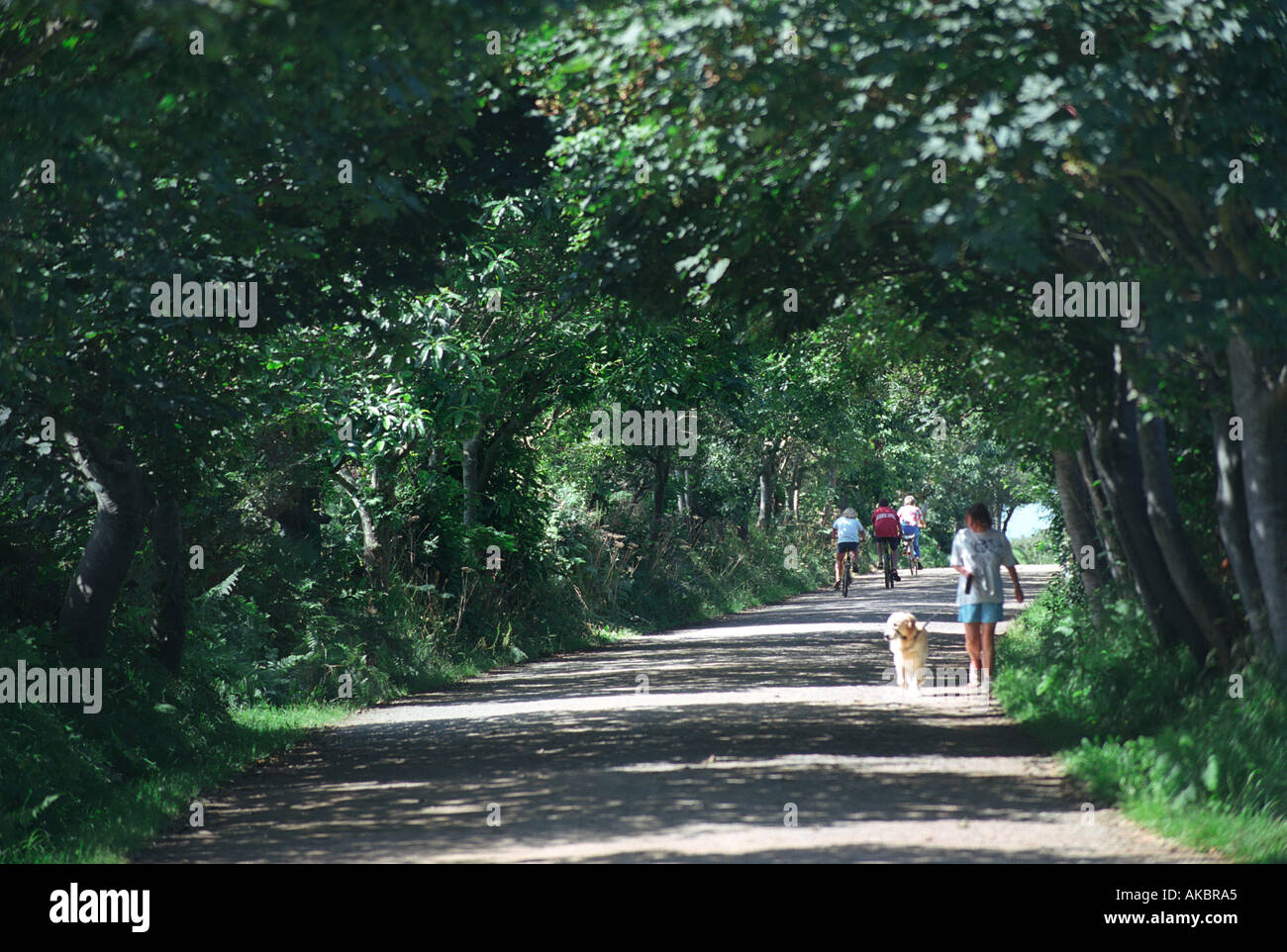 Beautiful island of sark with it's windy country lanes which horse and ...